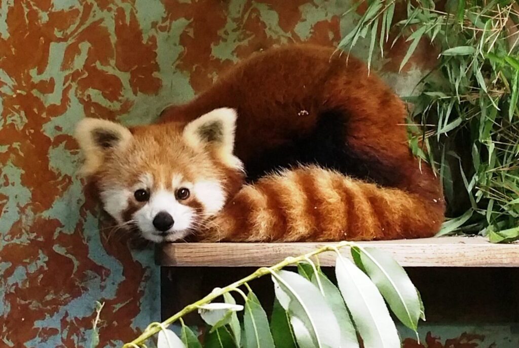 Polly moves from Sweden to Germany