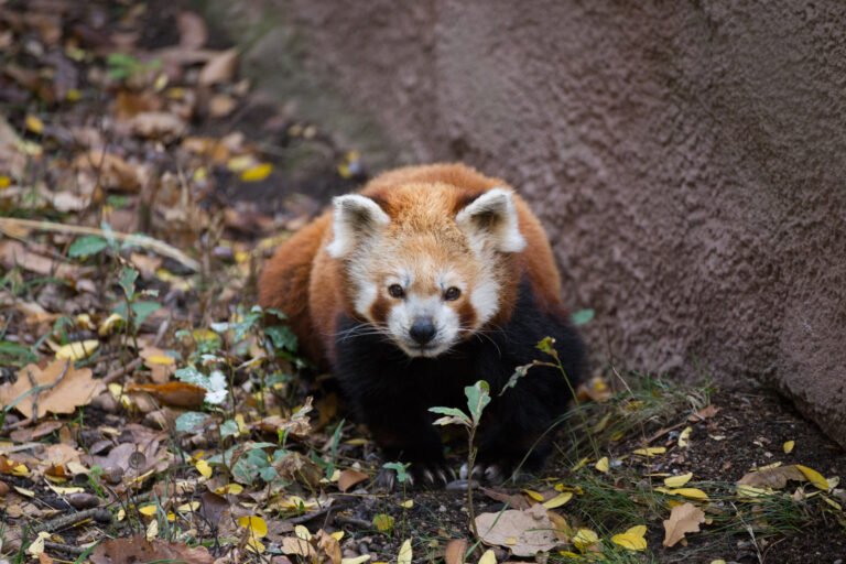 Red Pandas in the autumn of life