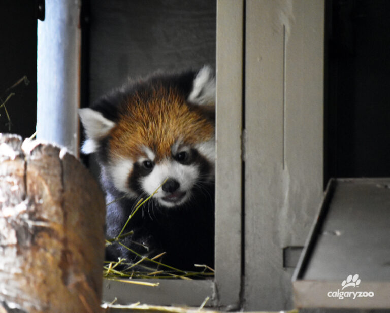 First Red Panda baby for Sakura
