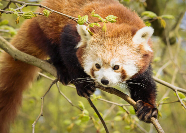 Roter Panda wieder zurück im Rotterdamer Zoo