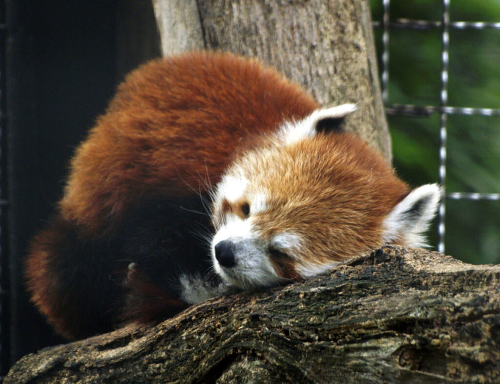 New home for Red Panda couple at Cleveland Metroparks Zoo - Red Pandazine