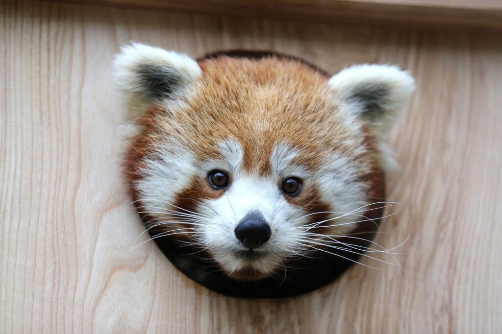 Two Red Pandas arrive at Zoo Wuppertal in Germany - Red Pandazine