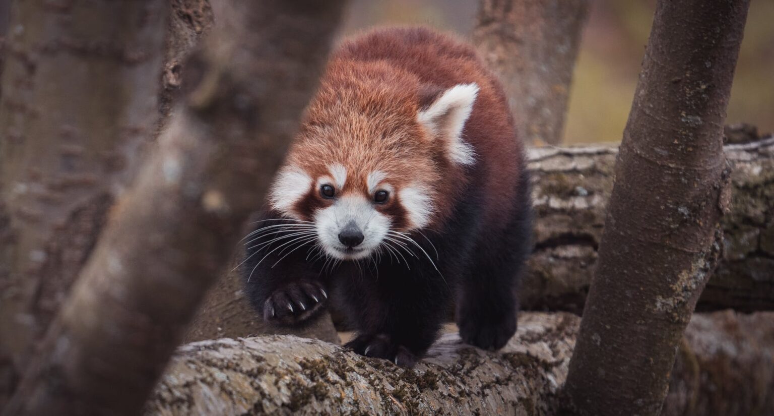 Animal encounters: A Paradise for Red Panda fans? - Red Pandazine