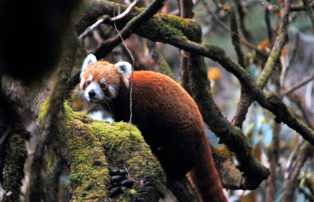 First large-scale study of Red Pandas in Nepal released - Red Pandazine