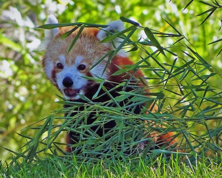 Detroit Zoo: $500,000 donation for new Red Panda habitat - Red Pandazine