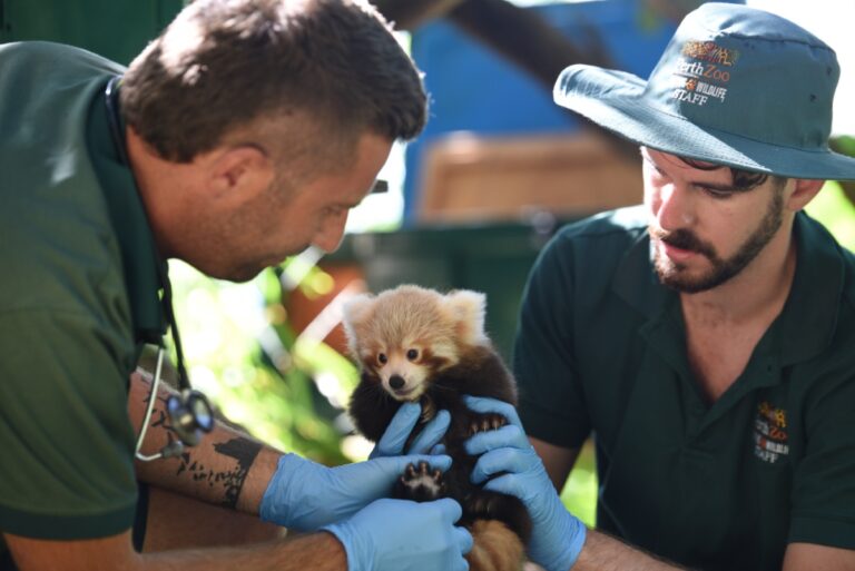 First Health Check for Red Panda Cub at Perth Zoo - Red Pandazine