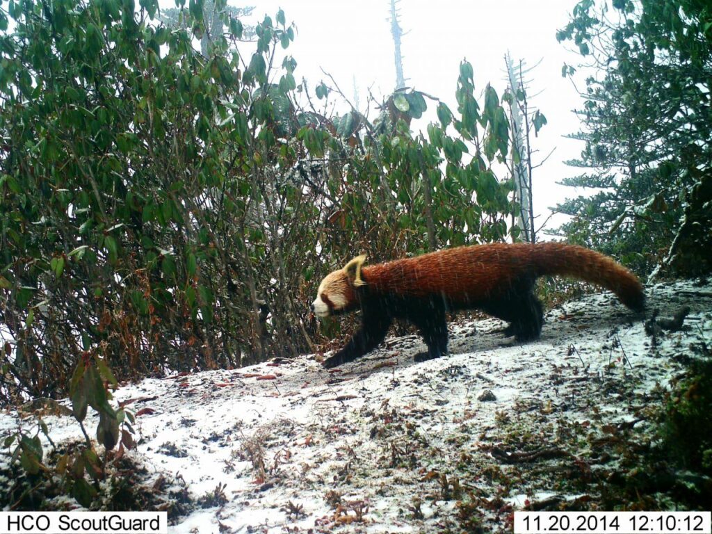"Bhutanese honouring Red Pandas as a sacred animal" - Red Pandazine