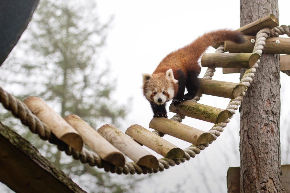Red Panda Sanka moves to Woburn Safari Park - Red Pandazine
