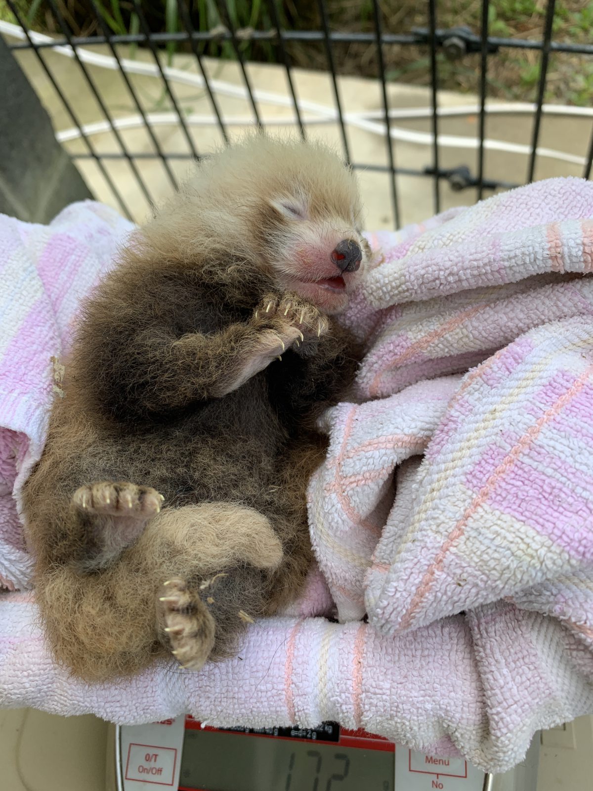 Moonlight gave birth to a Red Panda cub - Red Pandazine