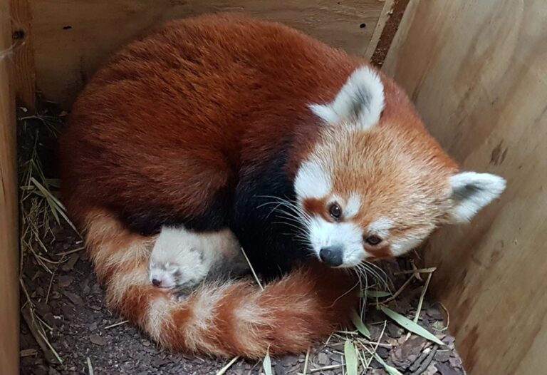 Erstmals Roter Panda im Bergzoo Halle geboren - Red Pandazine