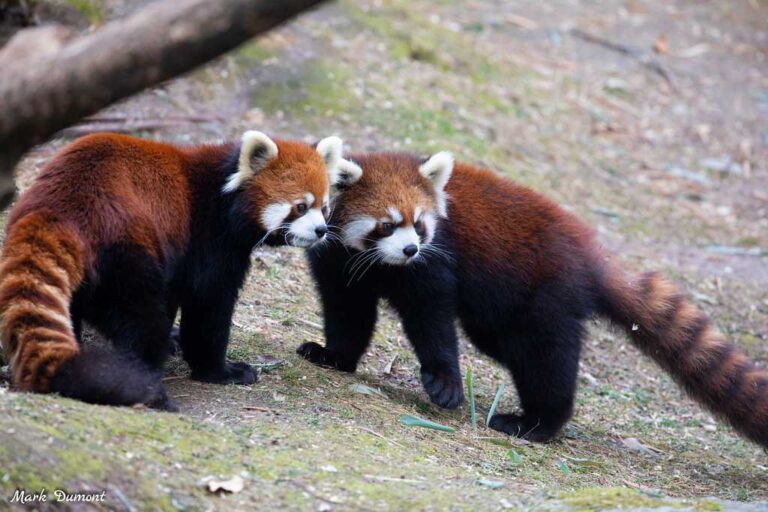 Cincinnati Zoo’s Lin is pregnant again - Red Pandazine