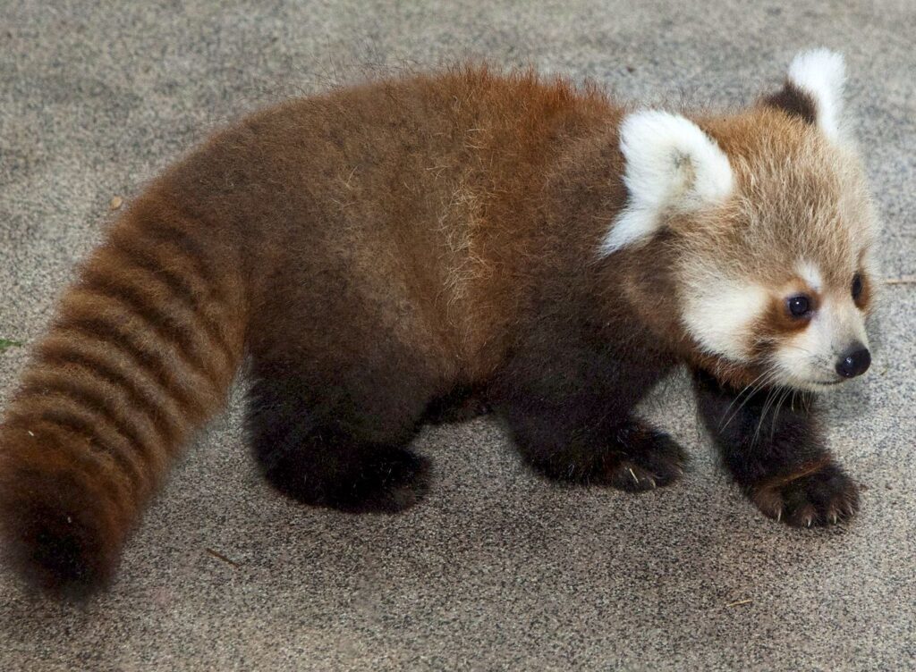 Why Red Pandas in North and South give birth at different times - Red ...