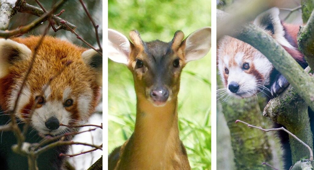 Red Pandazine - News for Red Panda Fans