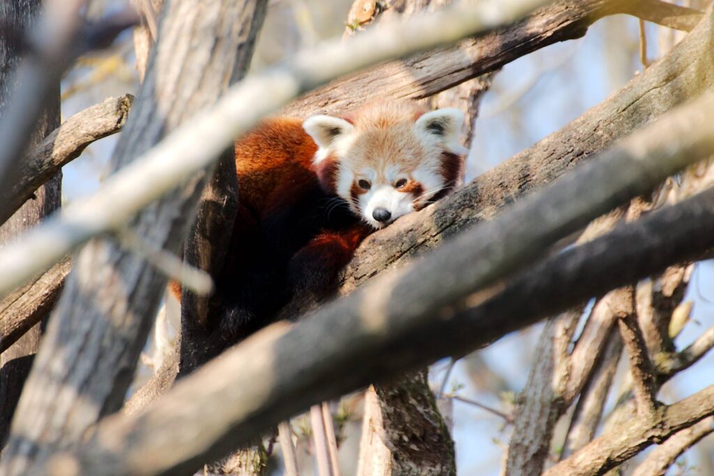 [GALLERY] Yesterday We Visited the Red Pandas at Zoo Vienna - Red Pandazine