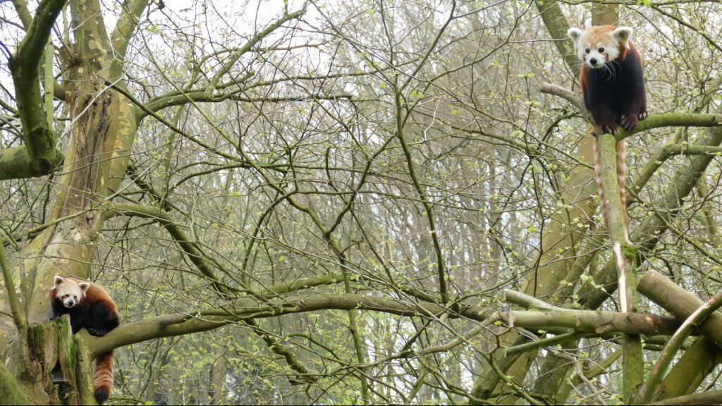 Roter Panda Layla erkundet neues Zuhause im Zoo Neuwied - Red Pandazine