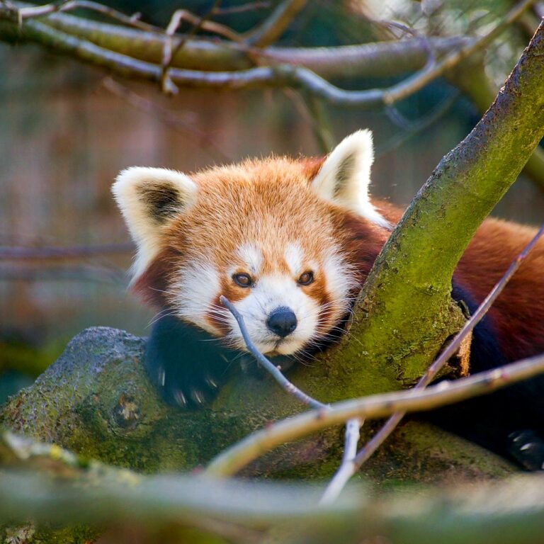 Red Panda Facts