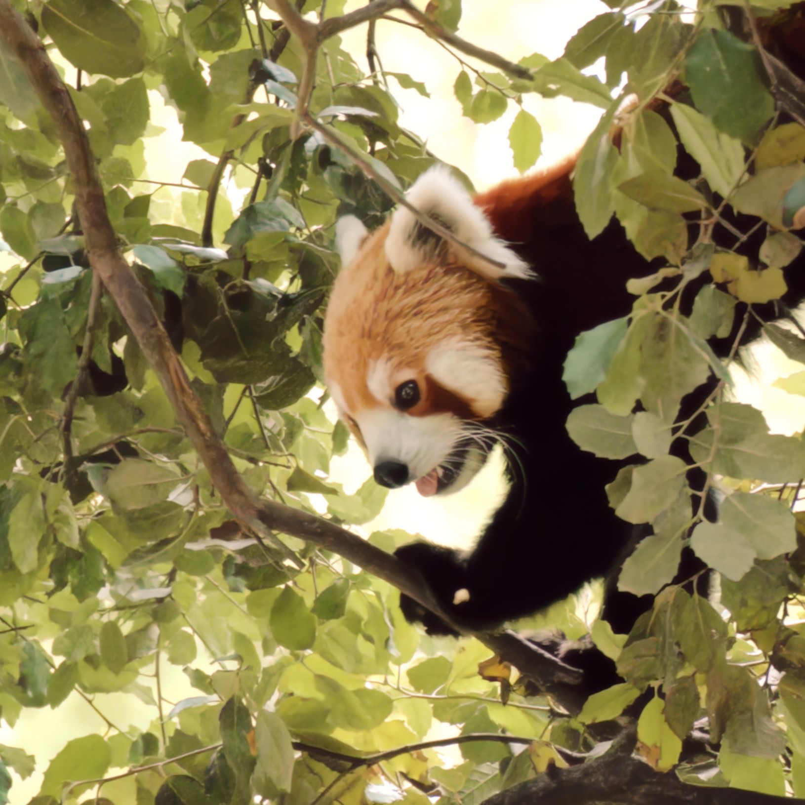Red Panda Facts