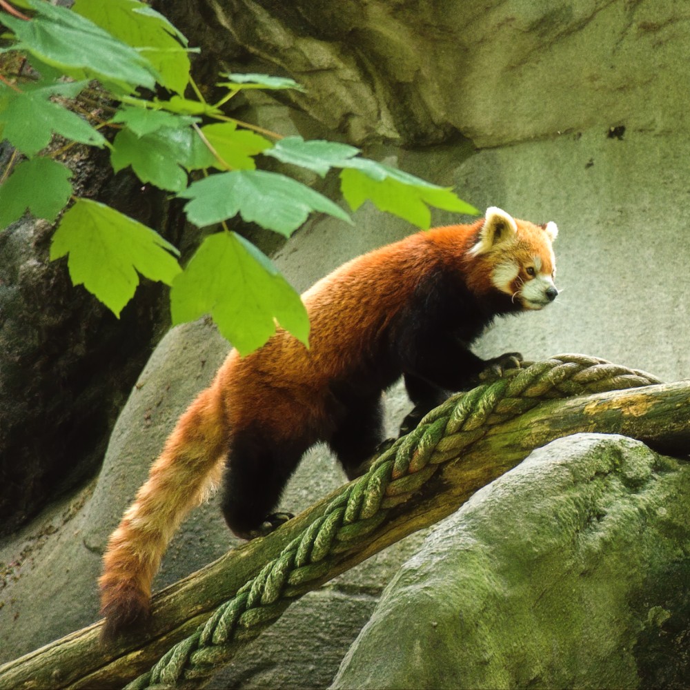 Red Panda Facts