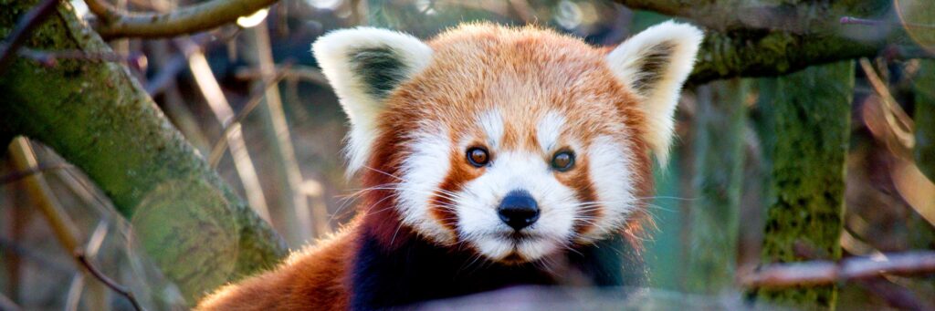 Red Panda Facts