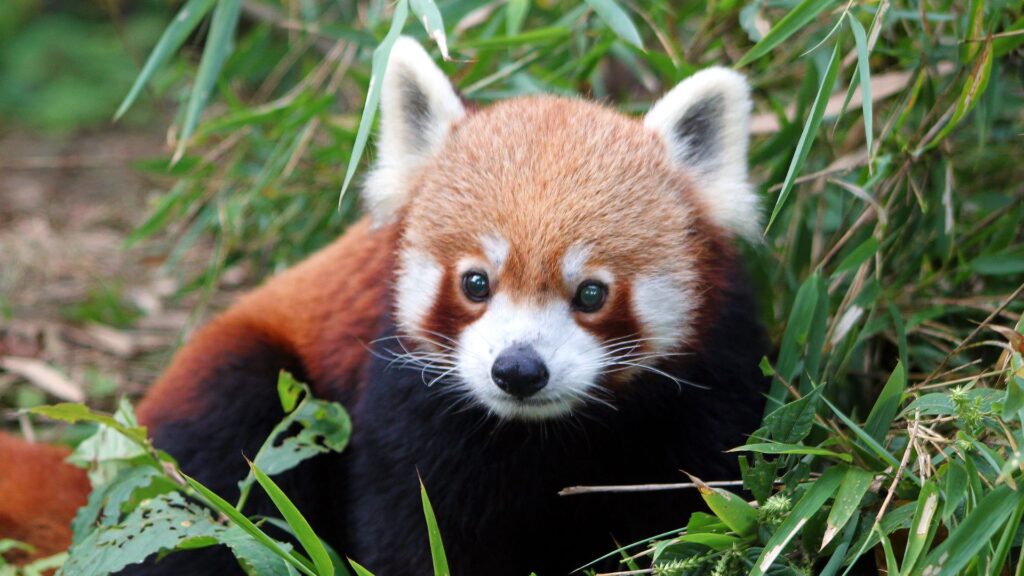 Protecting Red Pandas: New Study Advocates for Landscape Connectivity ...