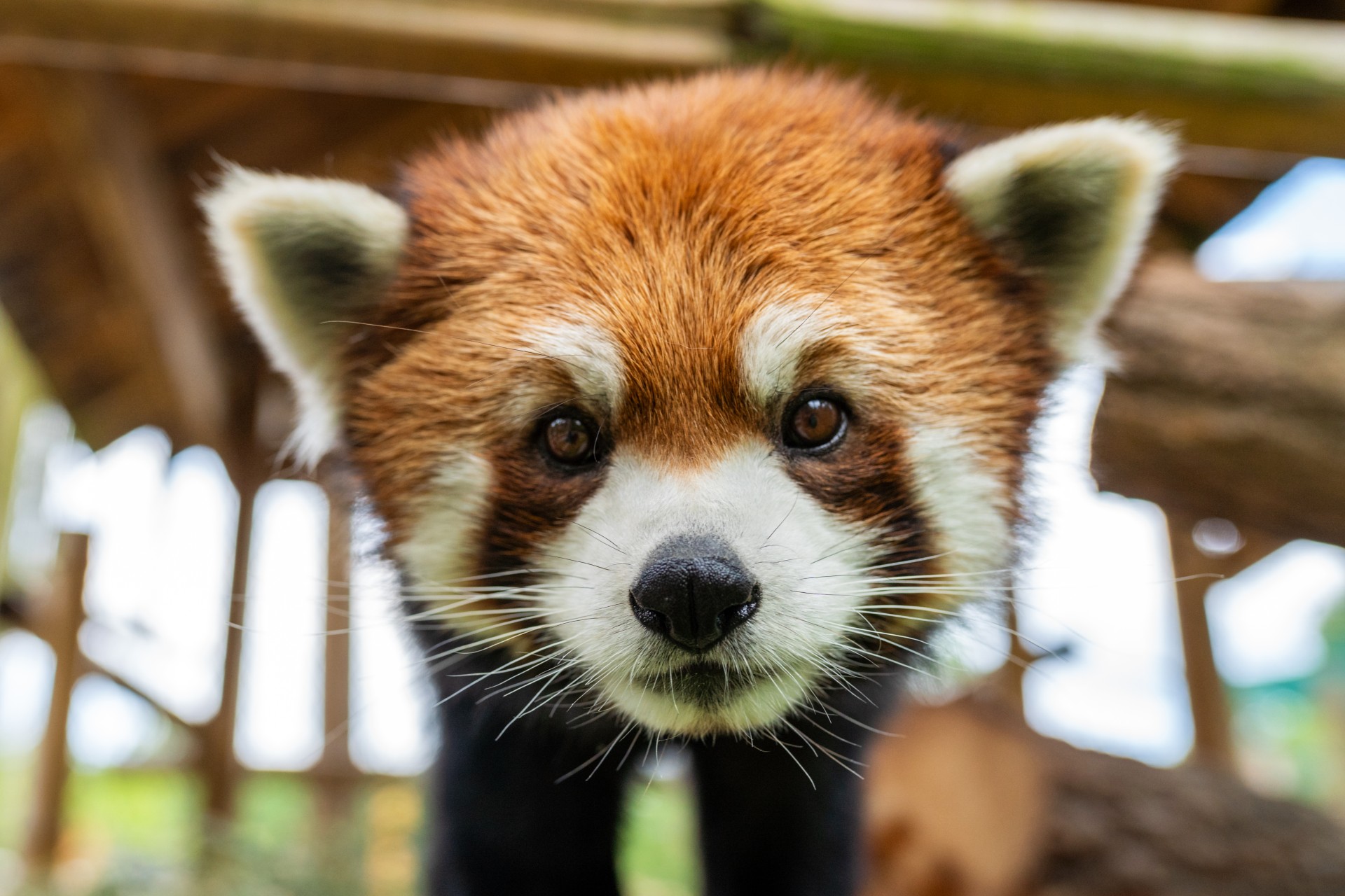 New Arrival at Greensboro Science Center: Red Panda Madeline From ...