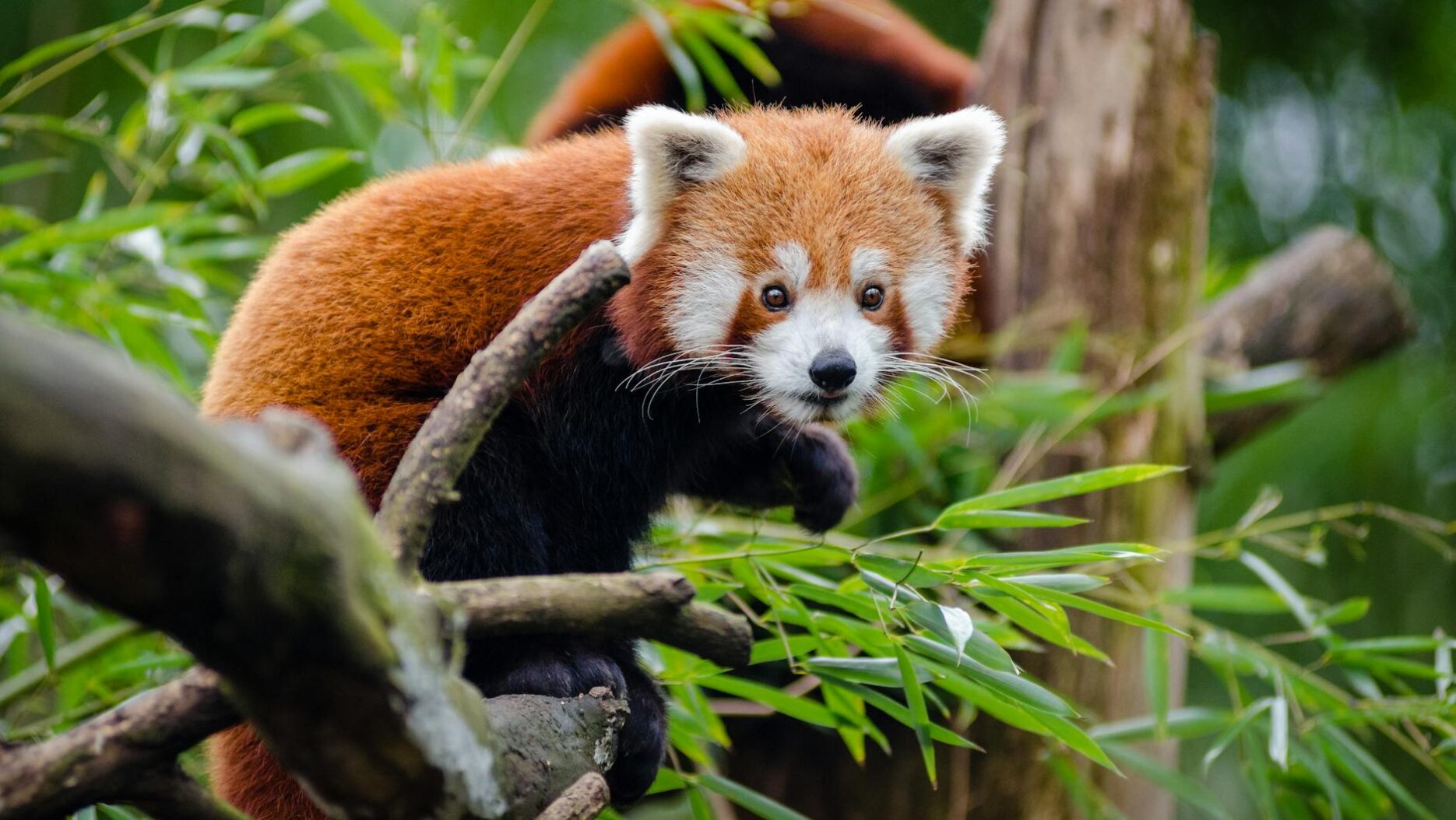 Red Pandazine - News for Red Panda Fans