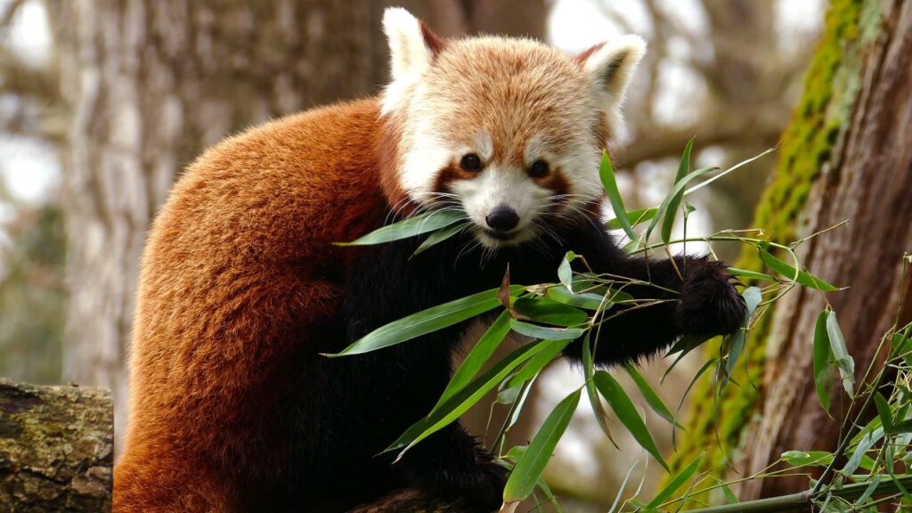 Red Pandazine - News for Red Panda Fans