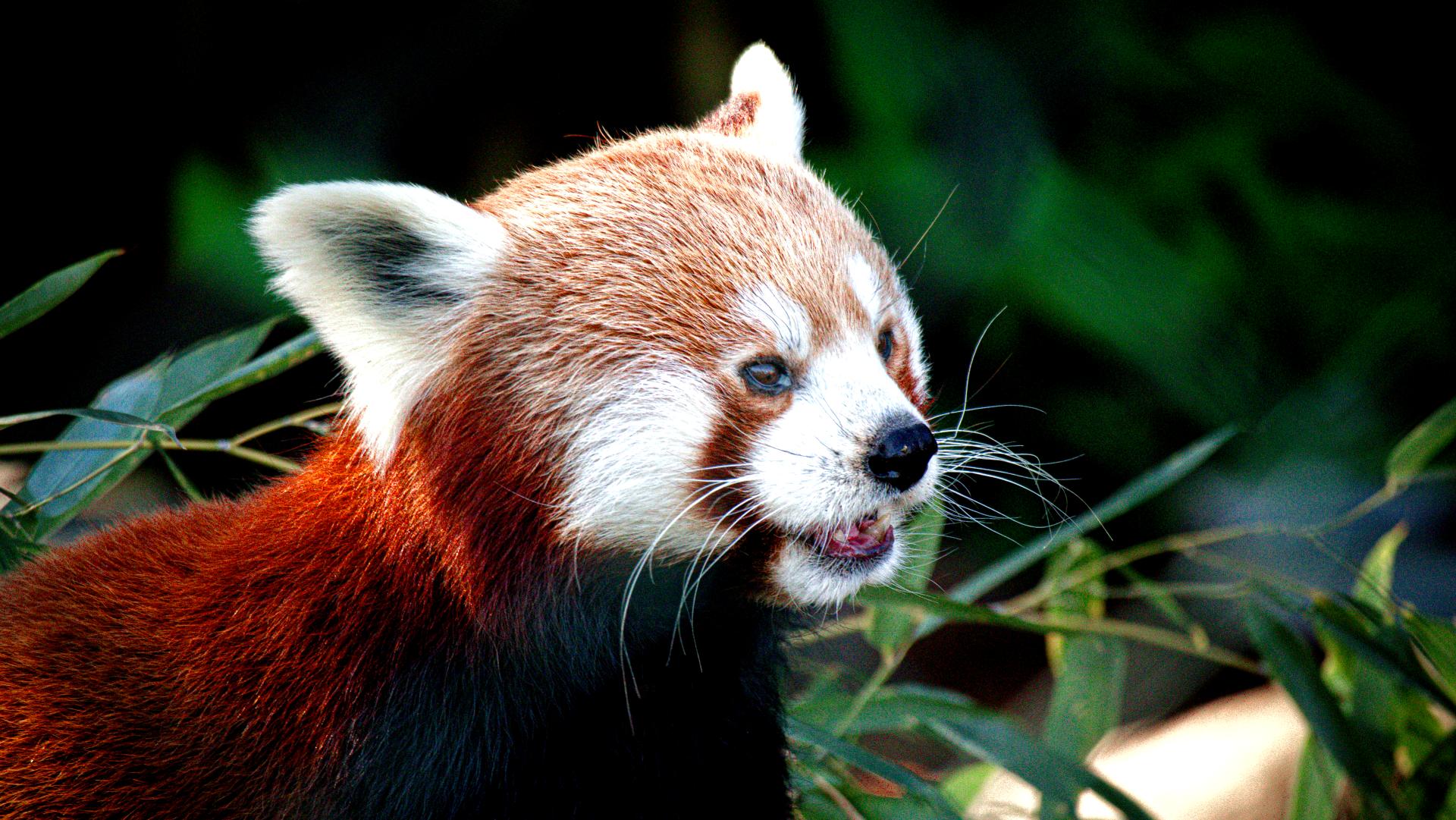 Eggs on the Menu of Red Pandas - Red Pandazine