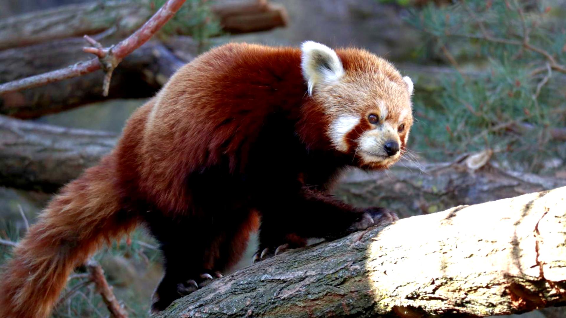 Photos: Visiting the Red Pandas at Schönbrunn Zoo in Vienna - Red Pandazine