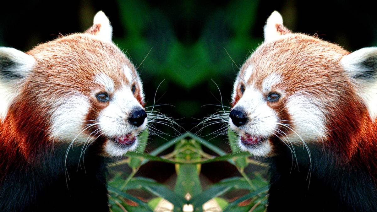 Ein Roter Panda, zwei Unterarten? - Red Pandazine